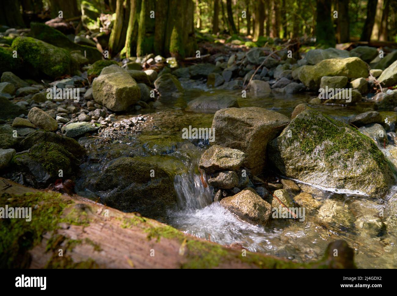 Pacific Northwest Rainforest Creek. A small creek in a Pacific ...