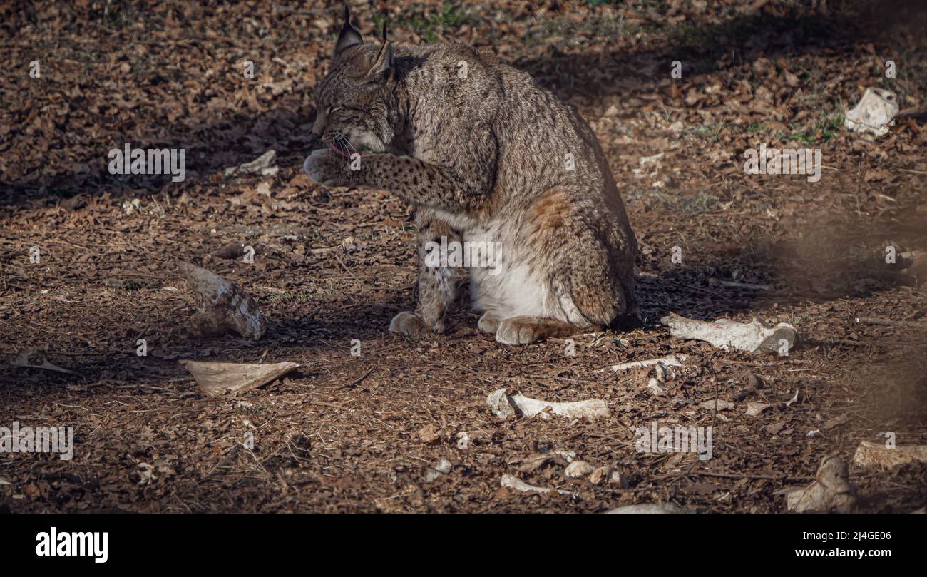 Wild lynx in the forest cleaning itself and licking its paws Stock ...