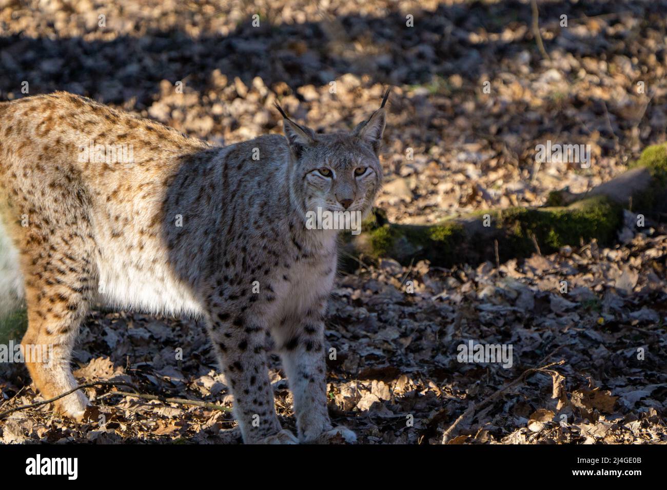 Wild lynx in the forest looking into the camera close up picture Stock ...