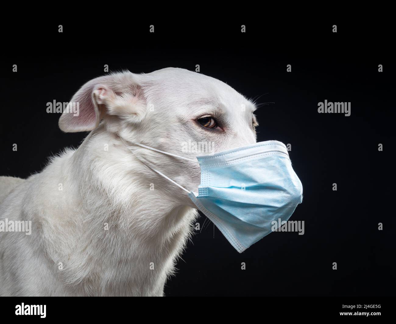 Dog with surgical mask hi-res stock photography and images - Alamy