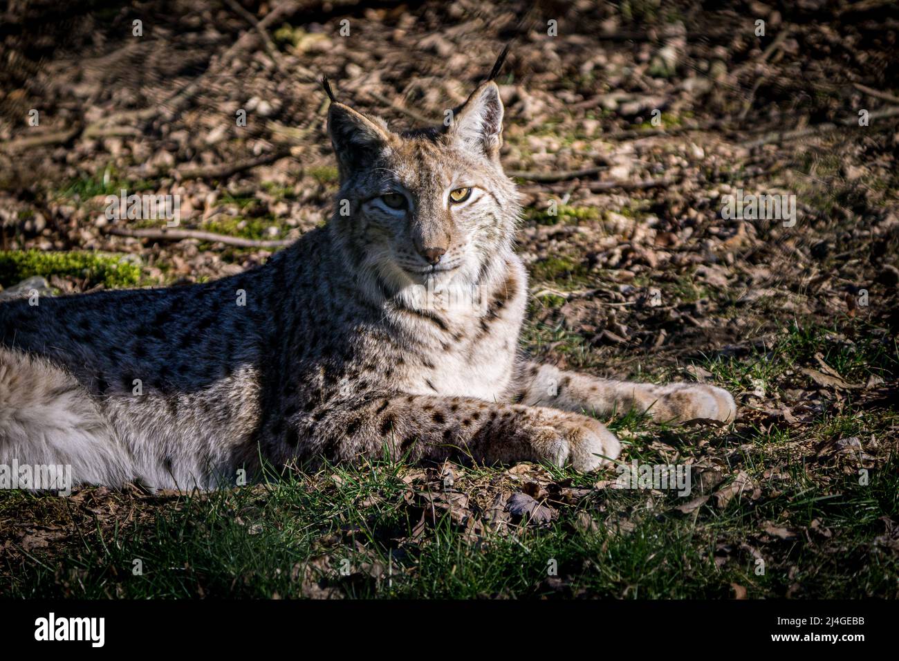 Wild lynx in the forest looking into the camera close up picture Stock ...