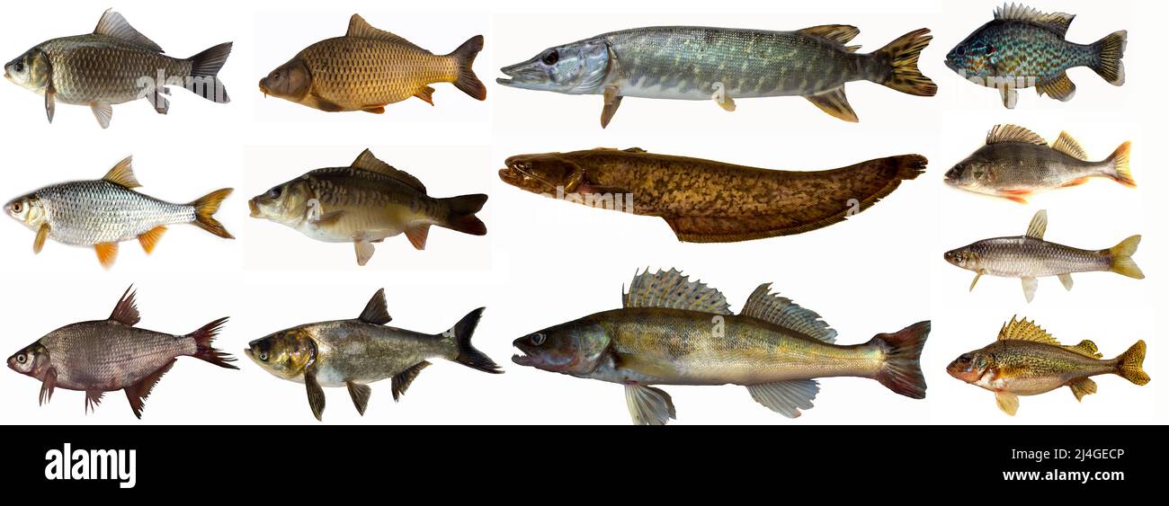 Fish set isolated. Collection fresh raw fish. freshwater fish Stock ...