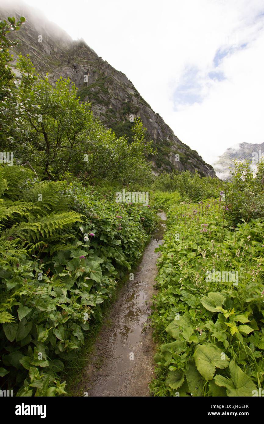 rainy path in a forest in the mountains Stock Photo - Alamy