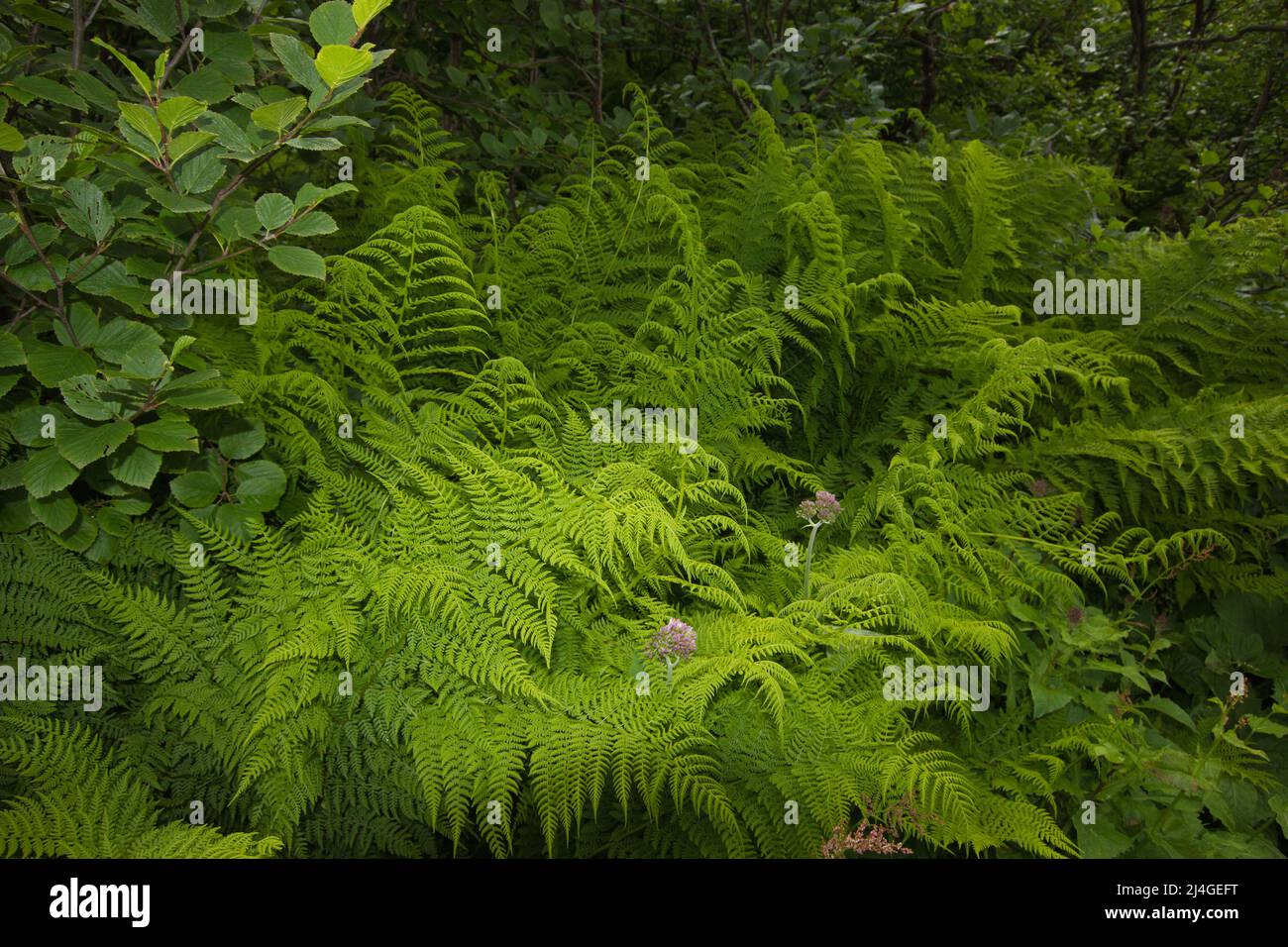 Fern in a forest hi-res stock photography and images - Alamy