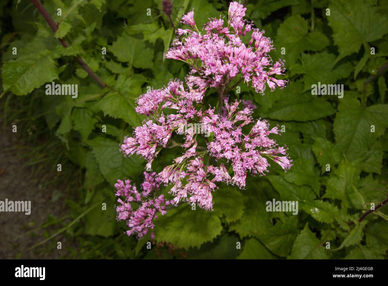 Beautiful light pink flowers hi-res stock photography and images - Alamy
