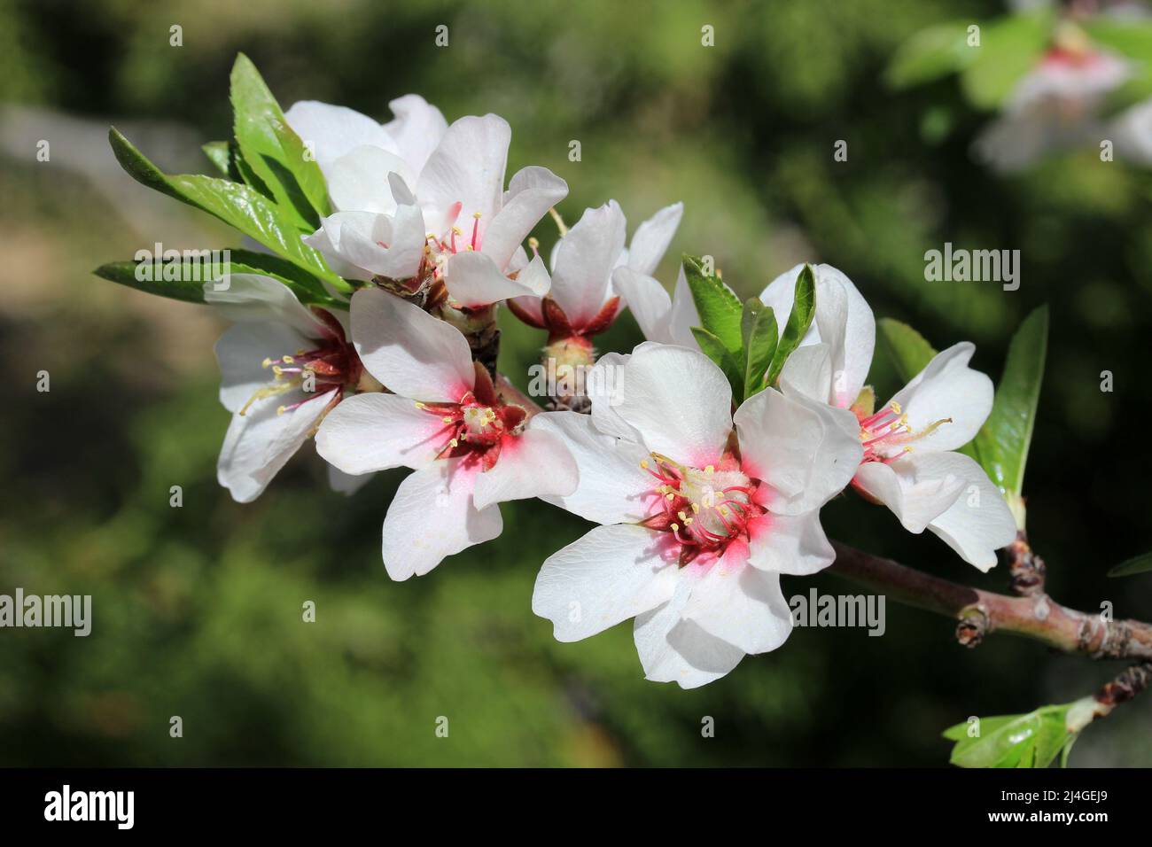 Almond flower hi-res stock photography and images - Alamy