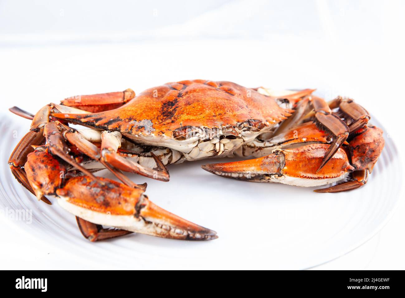 Close up of a just cooked Callinectes sapidus commonly called Jaiba in ...