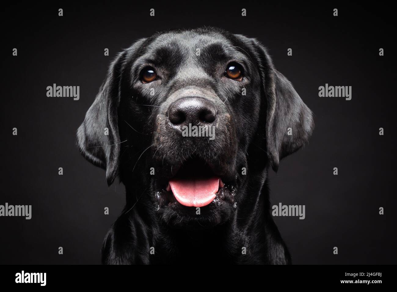 Funny black labrador hi-res stock photography and images - Alamy