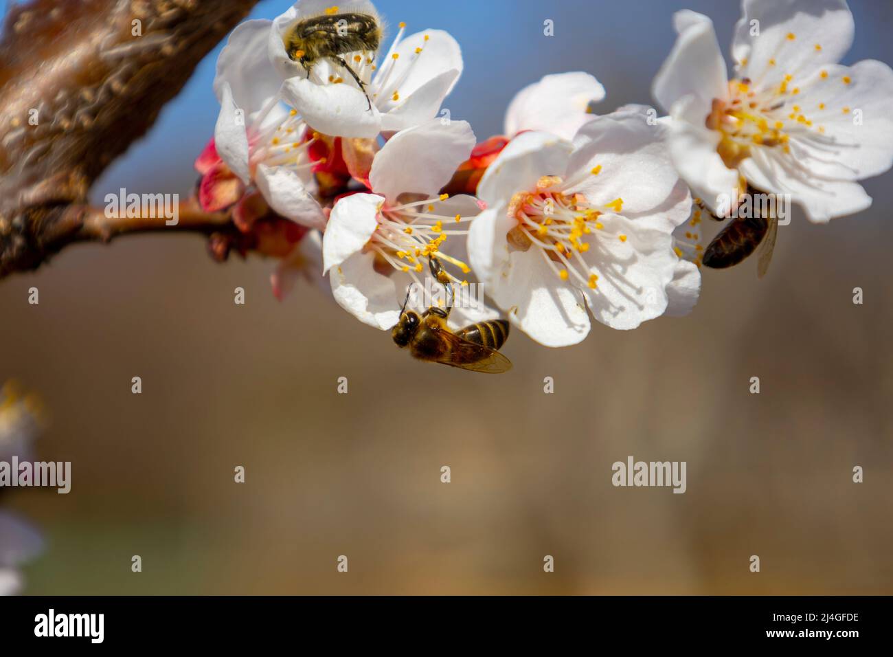 Bee on spring apricot flowers Stock Photo - Alamy