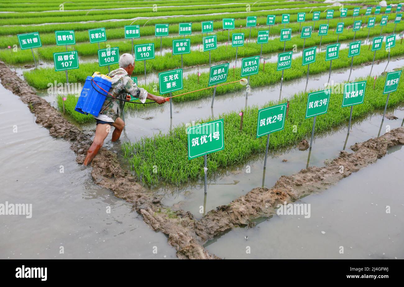 SUINING, CHINA - APRIL 14, 2022 - A farmer sprays pesticide to prevent ...