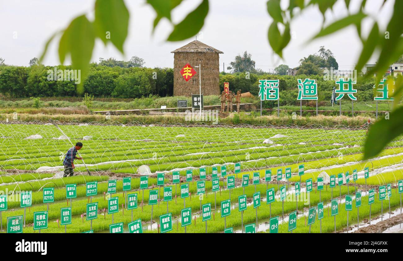 SUINING, CHINA - APRIL 14, 2022 - Field management at a quality rice ...