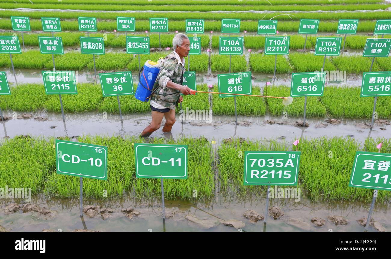 SUINING, CHINA - APRIL 14, 2022 - A farmer sprays pesticide to prevent ...