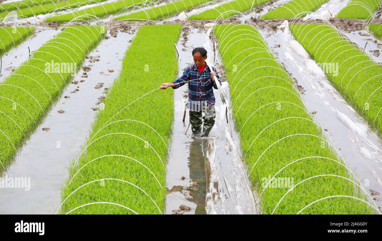 SUINING, CHINA - APRIL 14, 2022 - A farmer removes thin film poles to ...