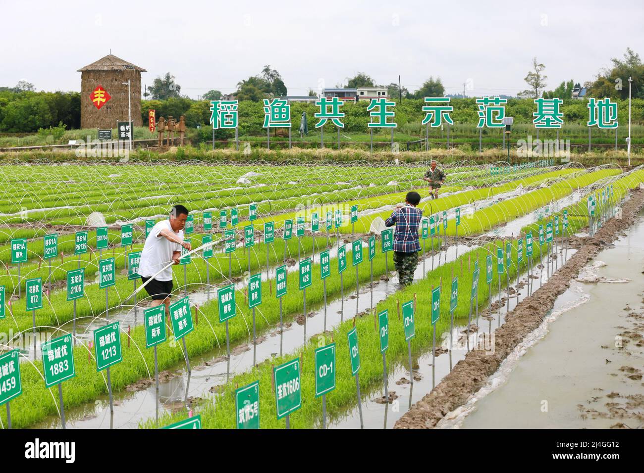 SUINING, CHINA - APRIL 14, 2022 - Field management at a quality rice ...