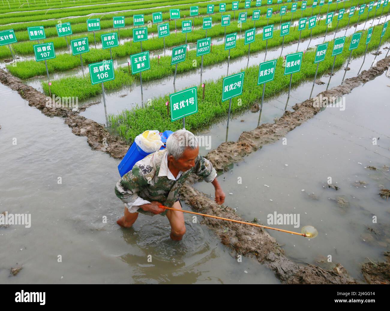 SUINING, CHINA - APRIL 14, 2022 - A farmer sprays pesticide to prevent ...