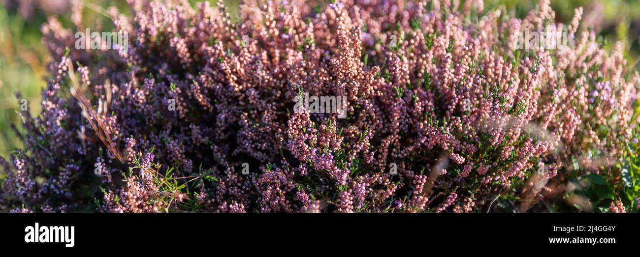 Heather in bloom Stock Photo - Alamy