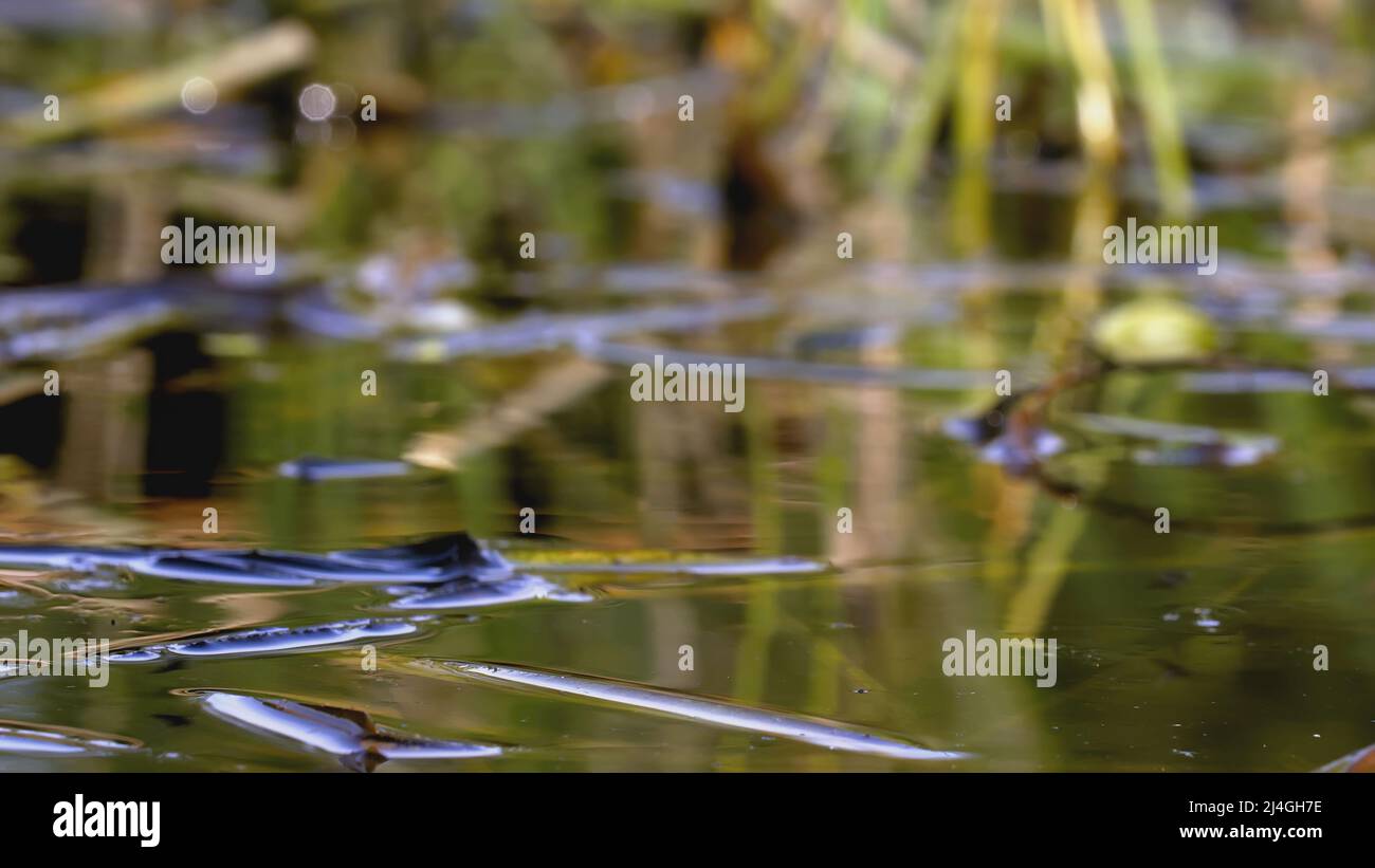 A beautiful reservoir near greenery and wetlands. CREATIVE. Reeds near ...