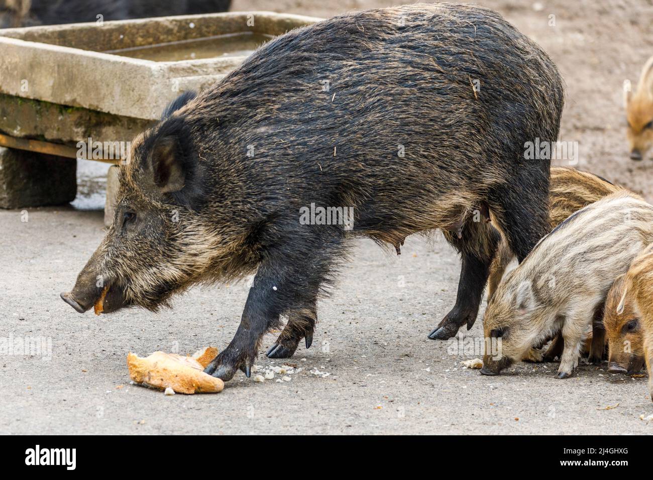 Wildlife park in the Grafenberg Forest, wild boar with piglets during ...