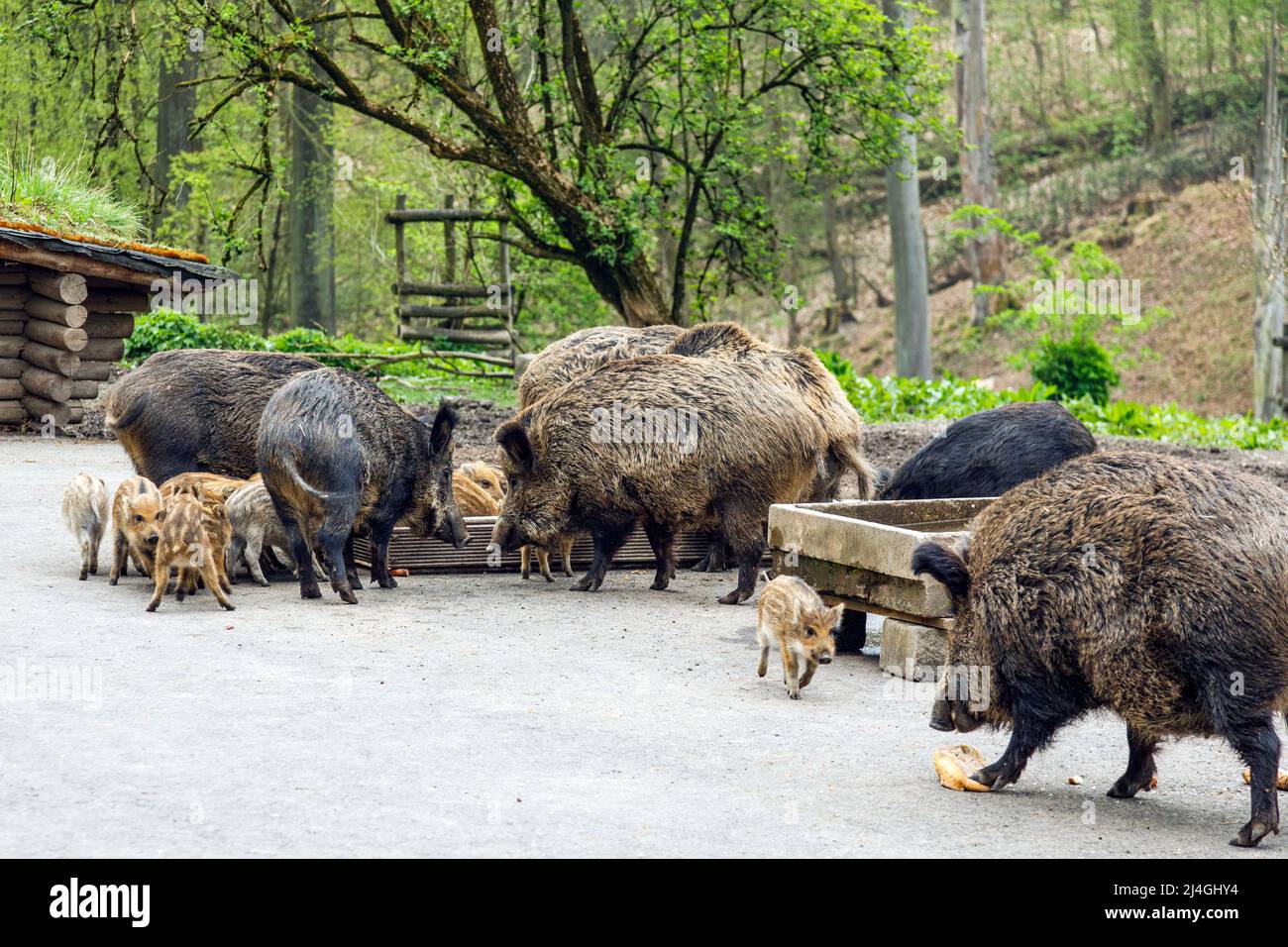 Wildlife park in the Grafenberg Forest, wild boar with piglets during ...