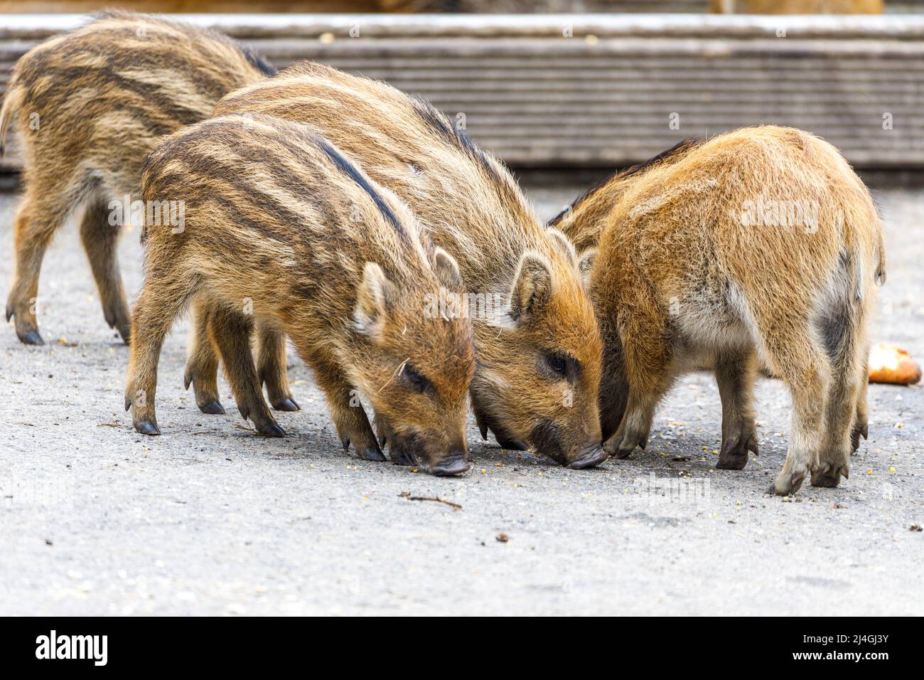 Wildlife park in the Grafenberg forest, piglets in the wild boar ...