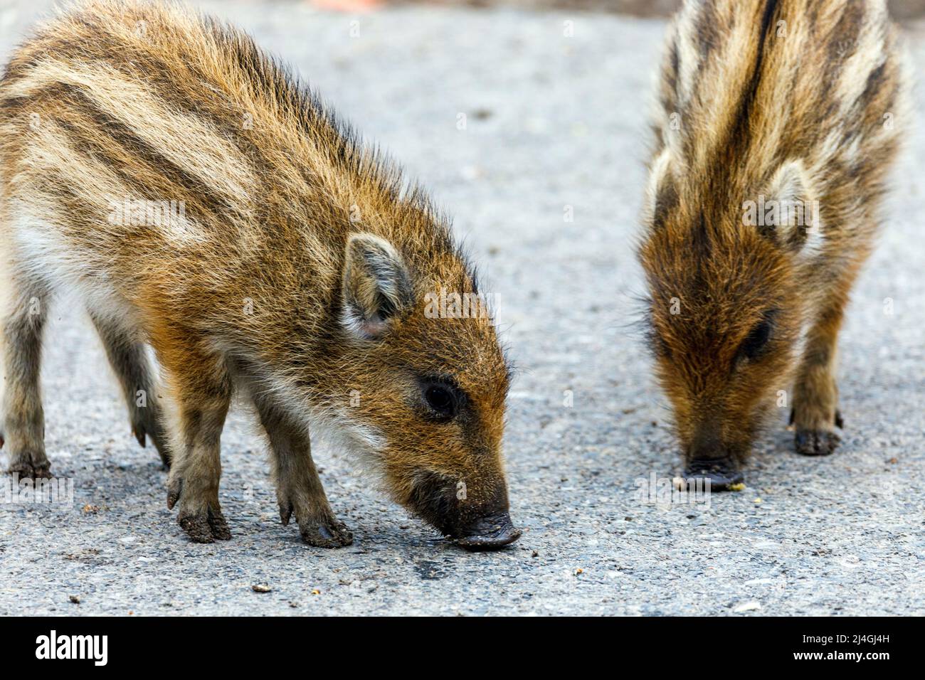 Wildlife park in the Grafenberg forest, piglets in the wild boar ...