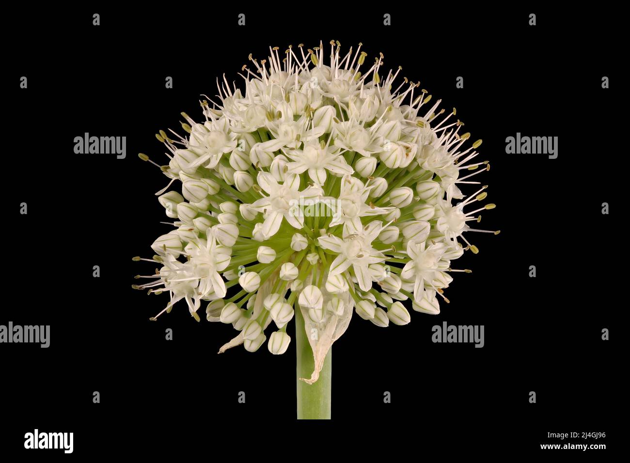 Umbel Inflorescence In Onion