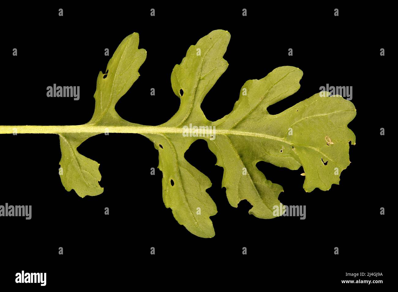 Marsh yellow cress hi-res stock photography and images - Alamy