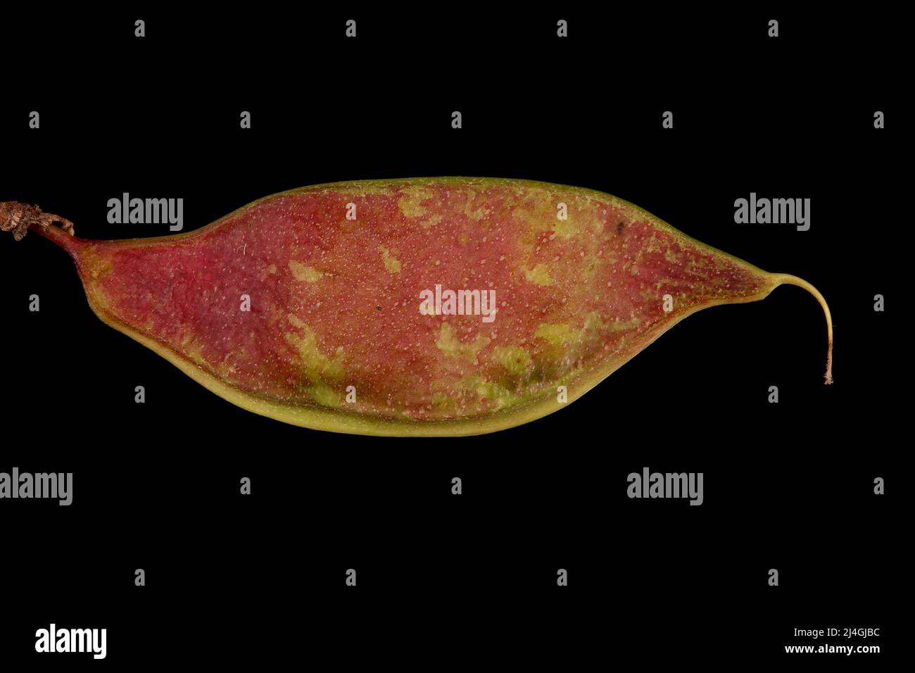 Robinia pseudoacacia pod hi-res stock photography and images - Alamy