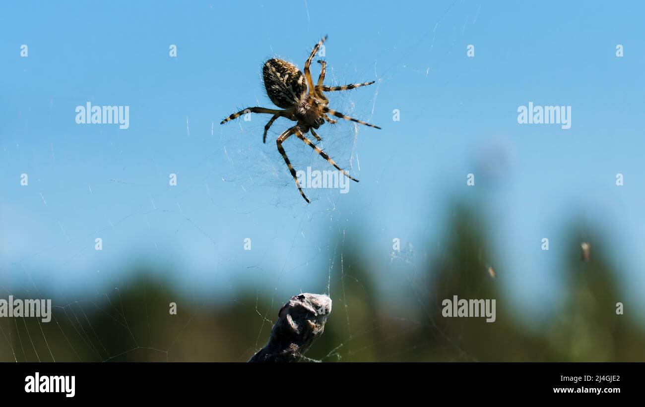 Tarantula in macro photography. Creative. The spider takes a large gray ...