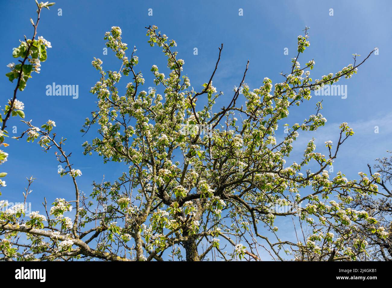 Branch of flowering wild pear hi-res stock photography and images - Alamy
