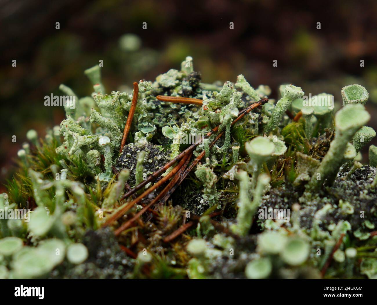 Asahinae pixie cup lichen hi-res stock photography and images - Alamy