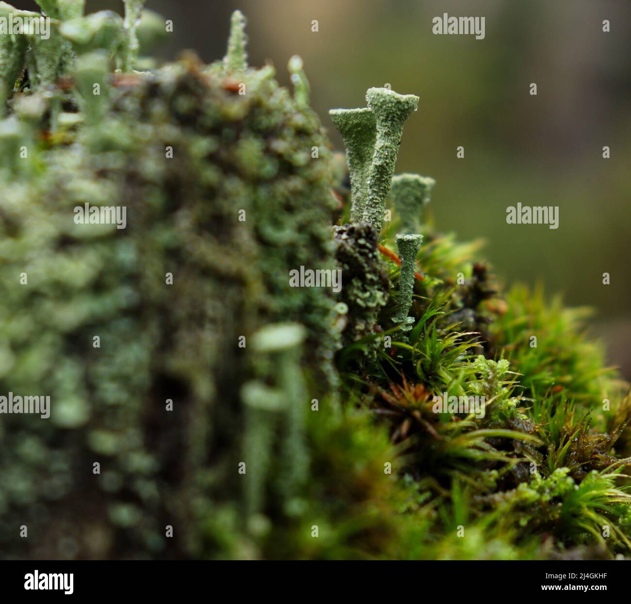 Cladonia asahinae hi-res stock photography and images - Alamy