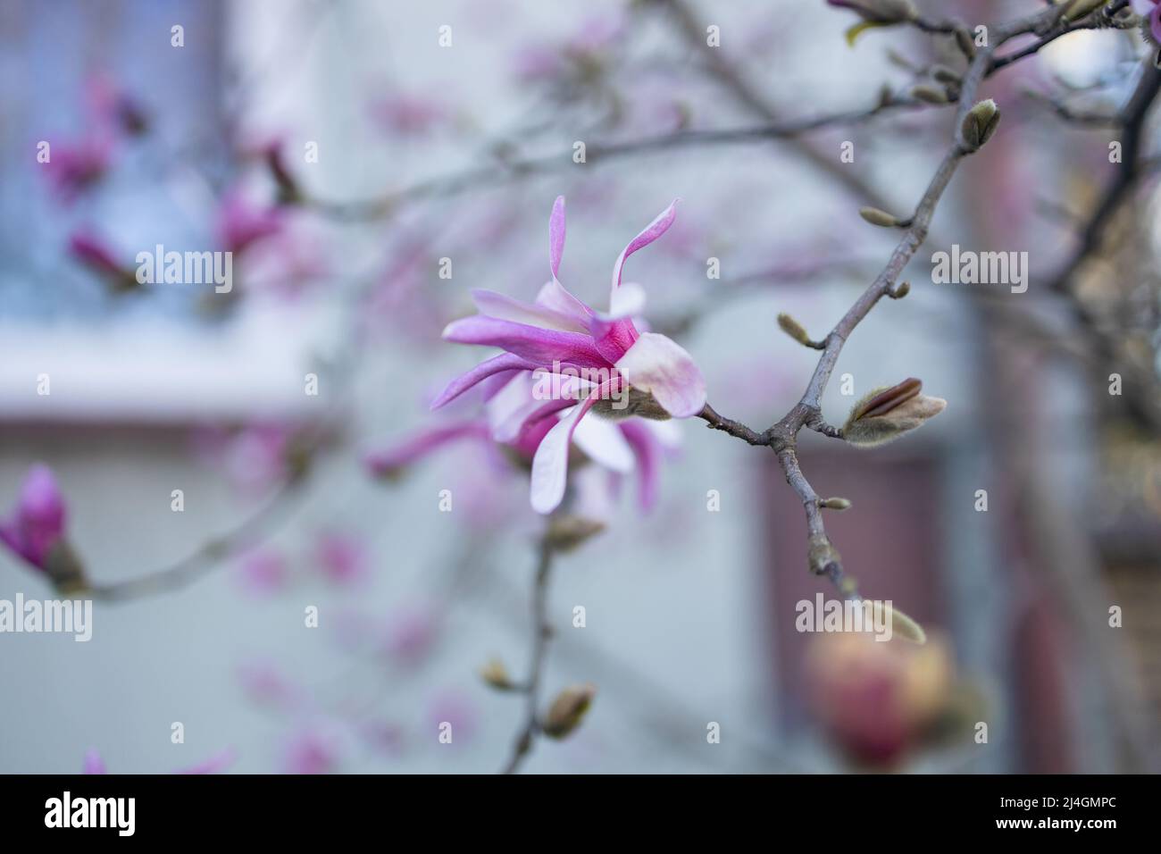Pink color magnolia tree blossom in springtime.Bright background blur ...
