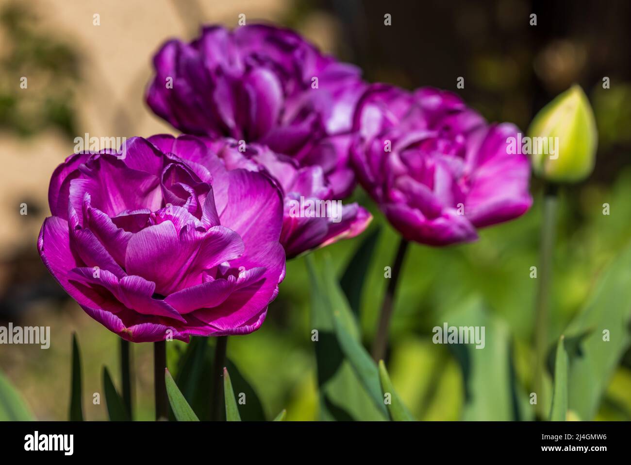 Tulip 'Blue Diamond' Tulipa Stock Photo - Alamy