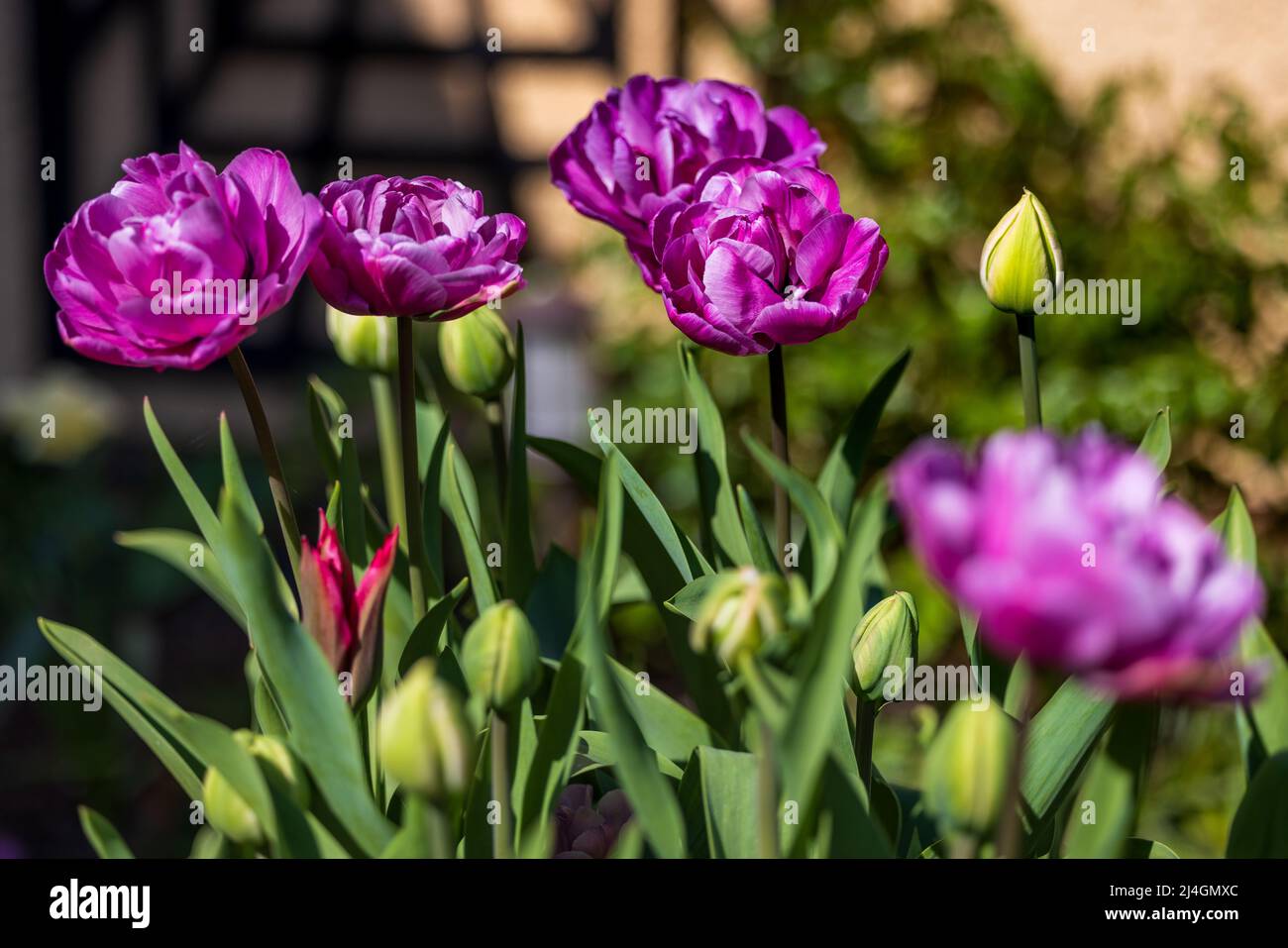Tulip 'Blue Diamond' Tulipa Stock Photo - Alamy