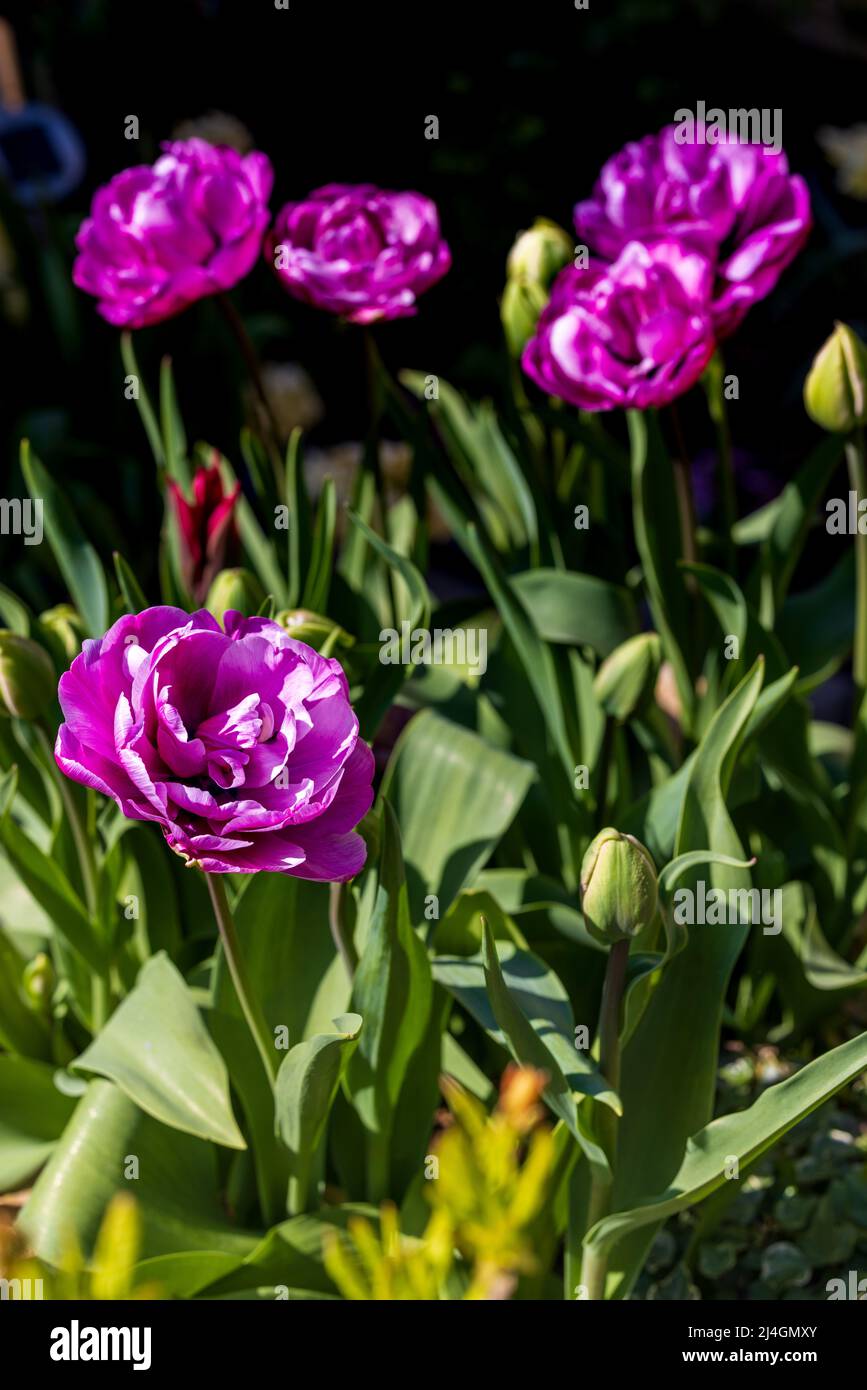 Tulip 'Blue Diamond' Tulipa Stock Photo - Alamy