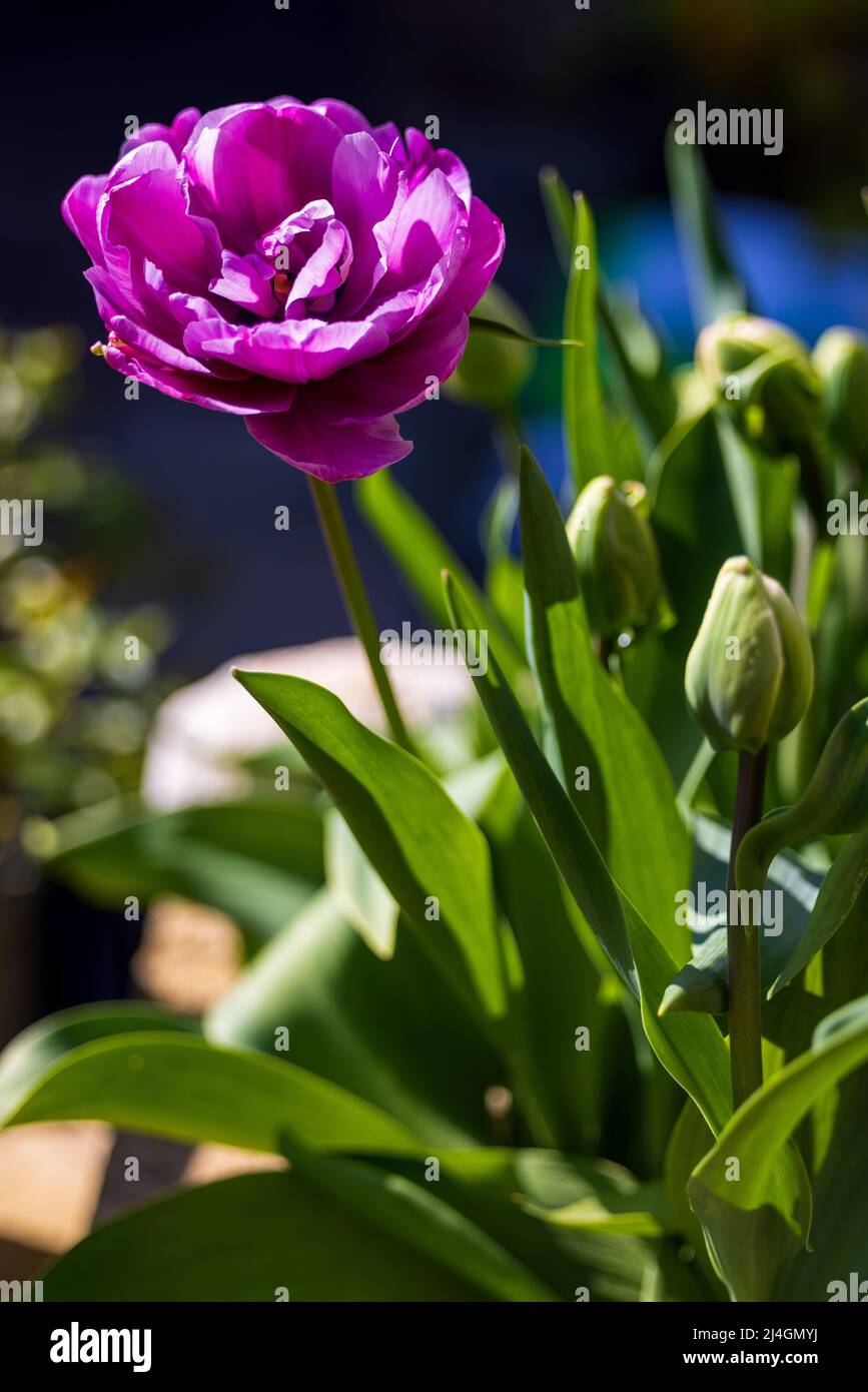 Tulip 'Blue Diamond' Tulipa Stock Photo - Alamy