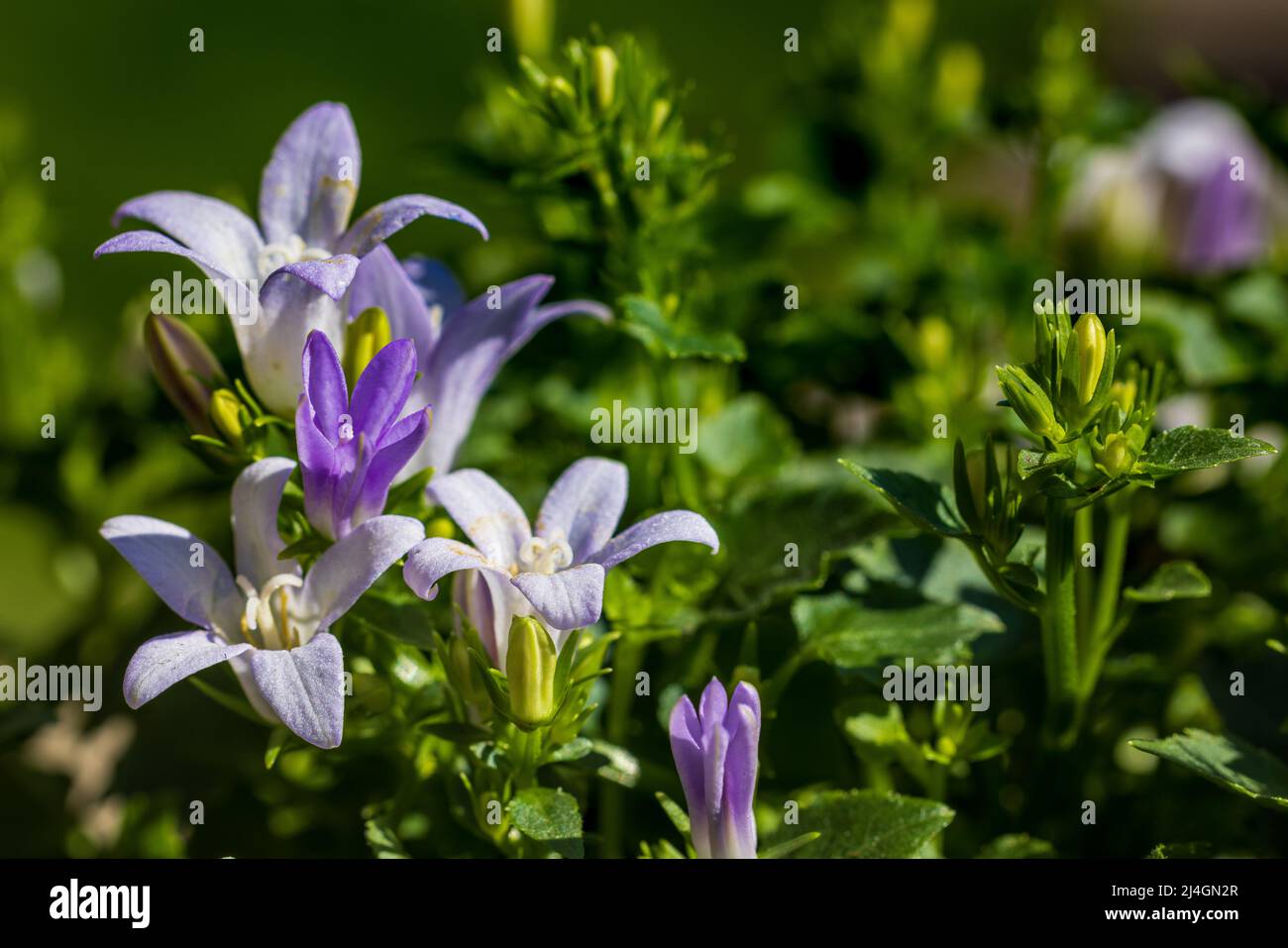 Campanula portenschlagiana Ambella White Stock Photo - Alamy