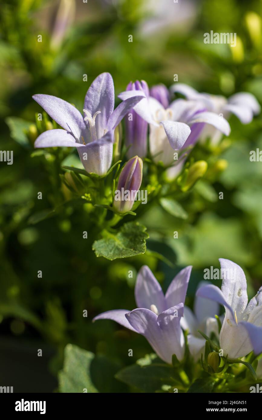 Campanula portenschlagiana Ambella White Stock Photo - Alamy