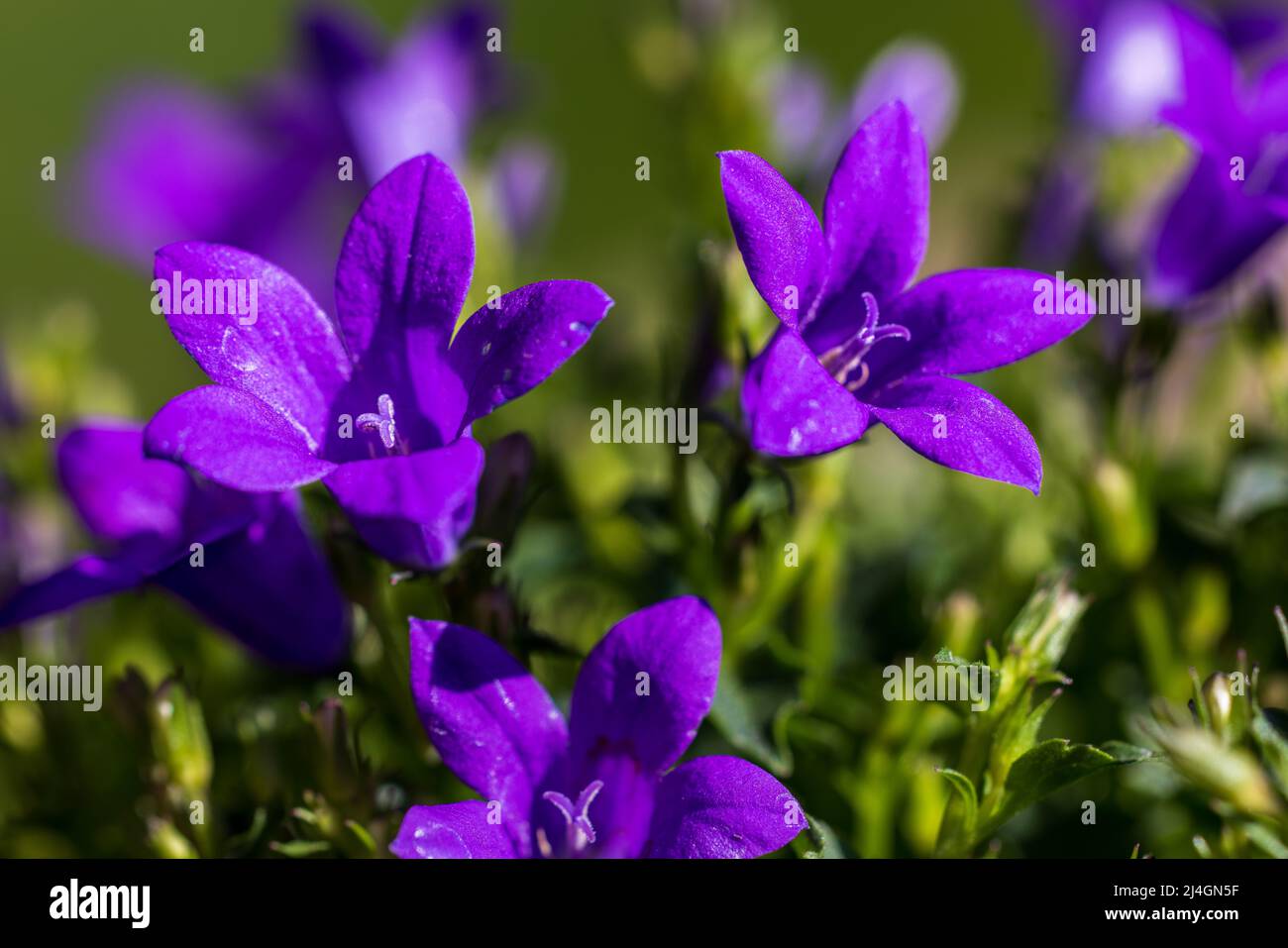Campanula portenschlagiana Ambella Intens Purple Stock Photo - Alamy