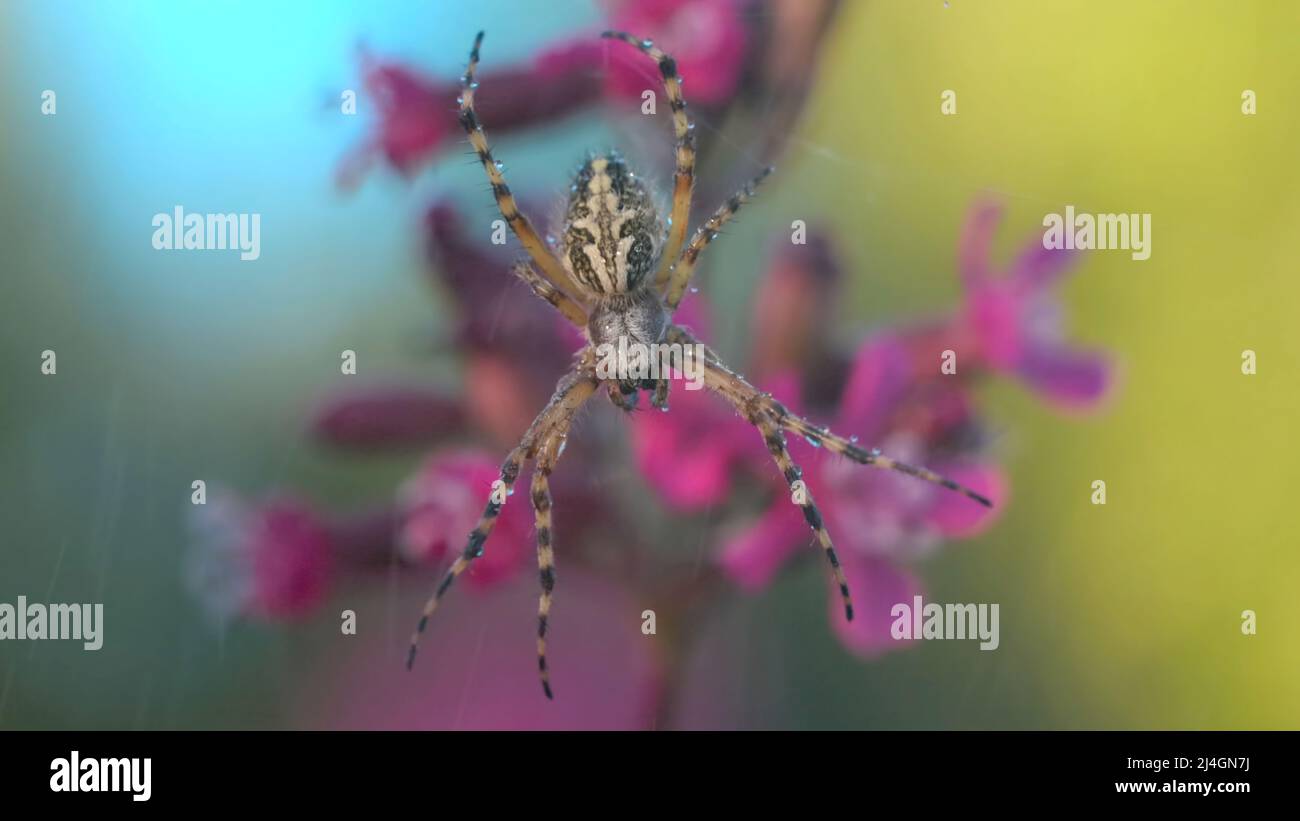 An insect in the rain. Creative . An interesting color spider sitting ...