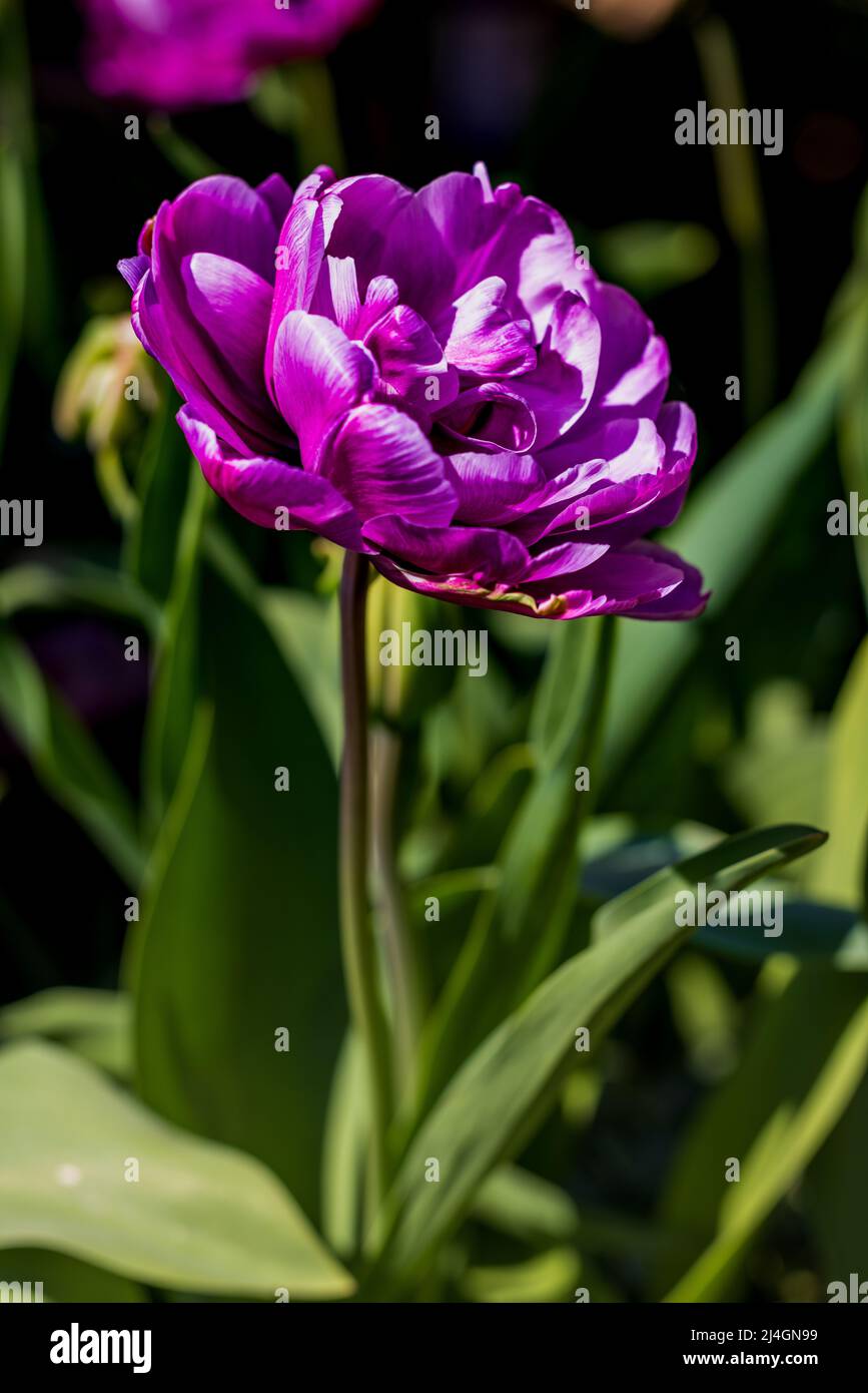 Tulip 'Blue Diamond' Tulipa Stock Photo - Alamy
