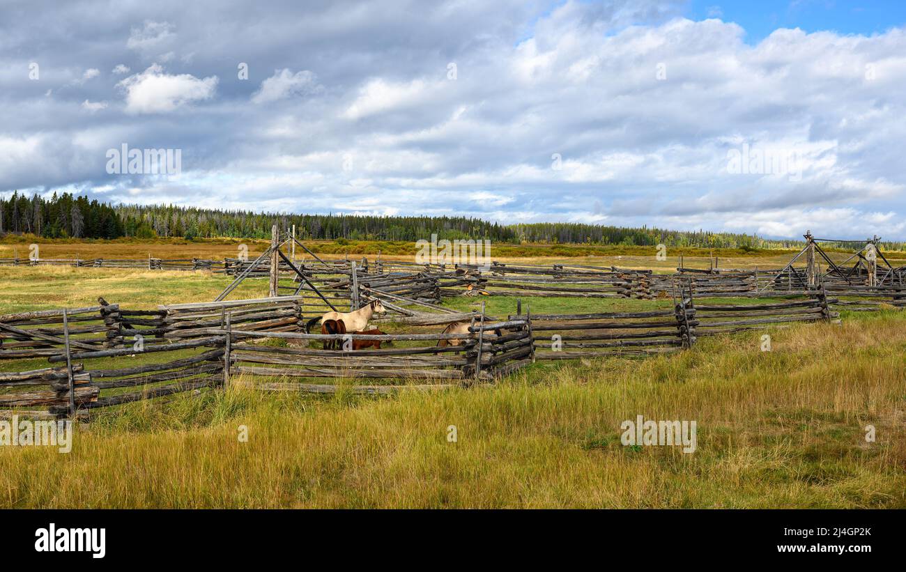 Horses at horse farm. Country summer landscape, Chilcotin District of ...
