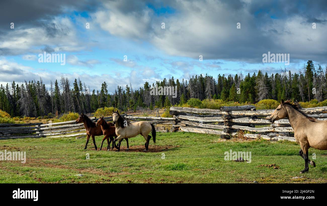The neglected horses hi-res stock photography and images - Alamy