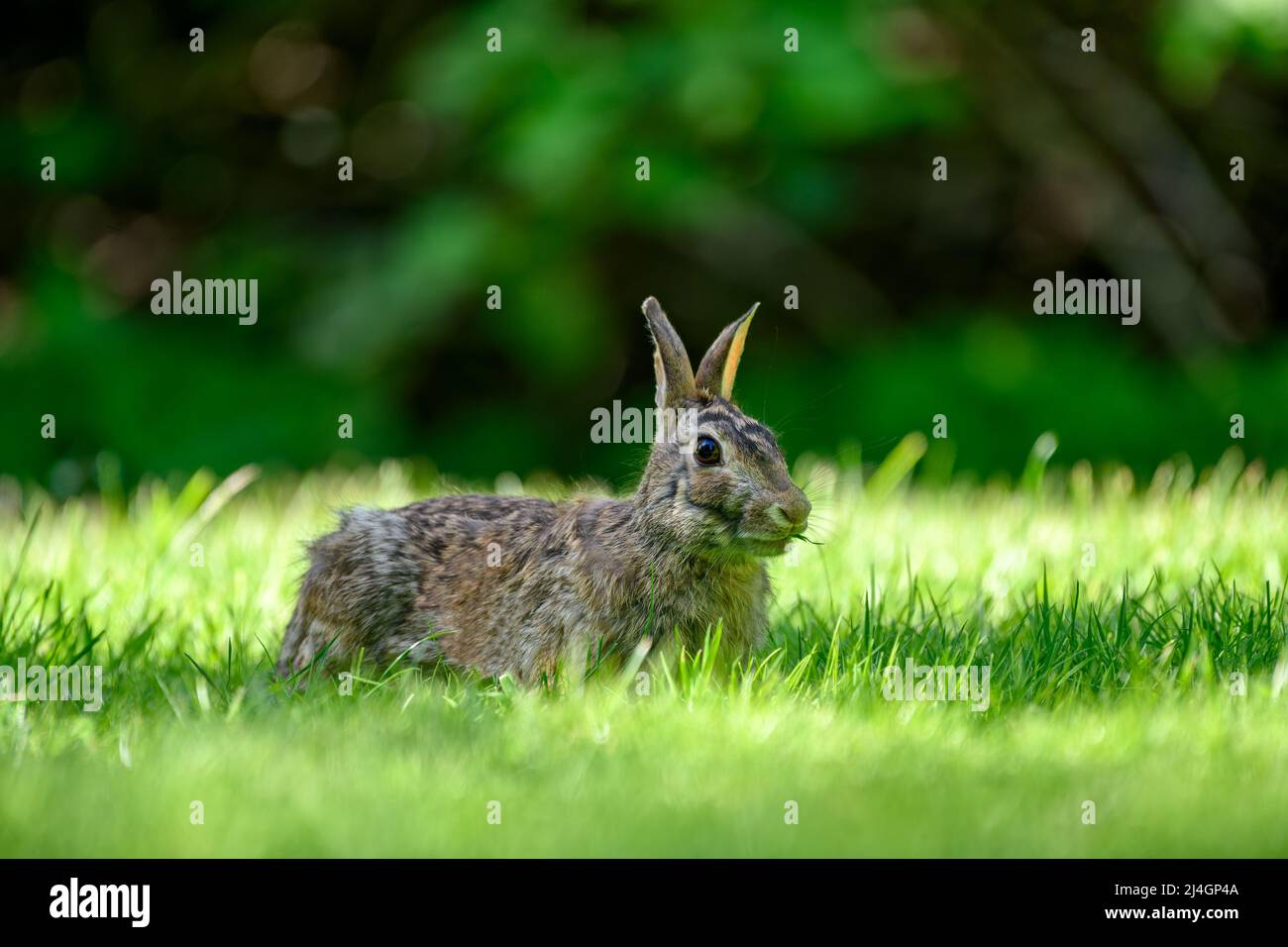Bunny meadows hi-res stock photography and images - Alamy