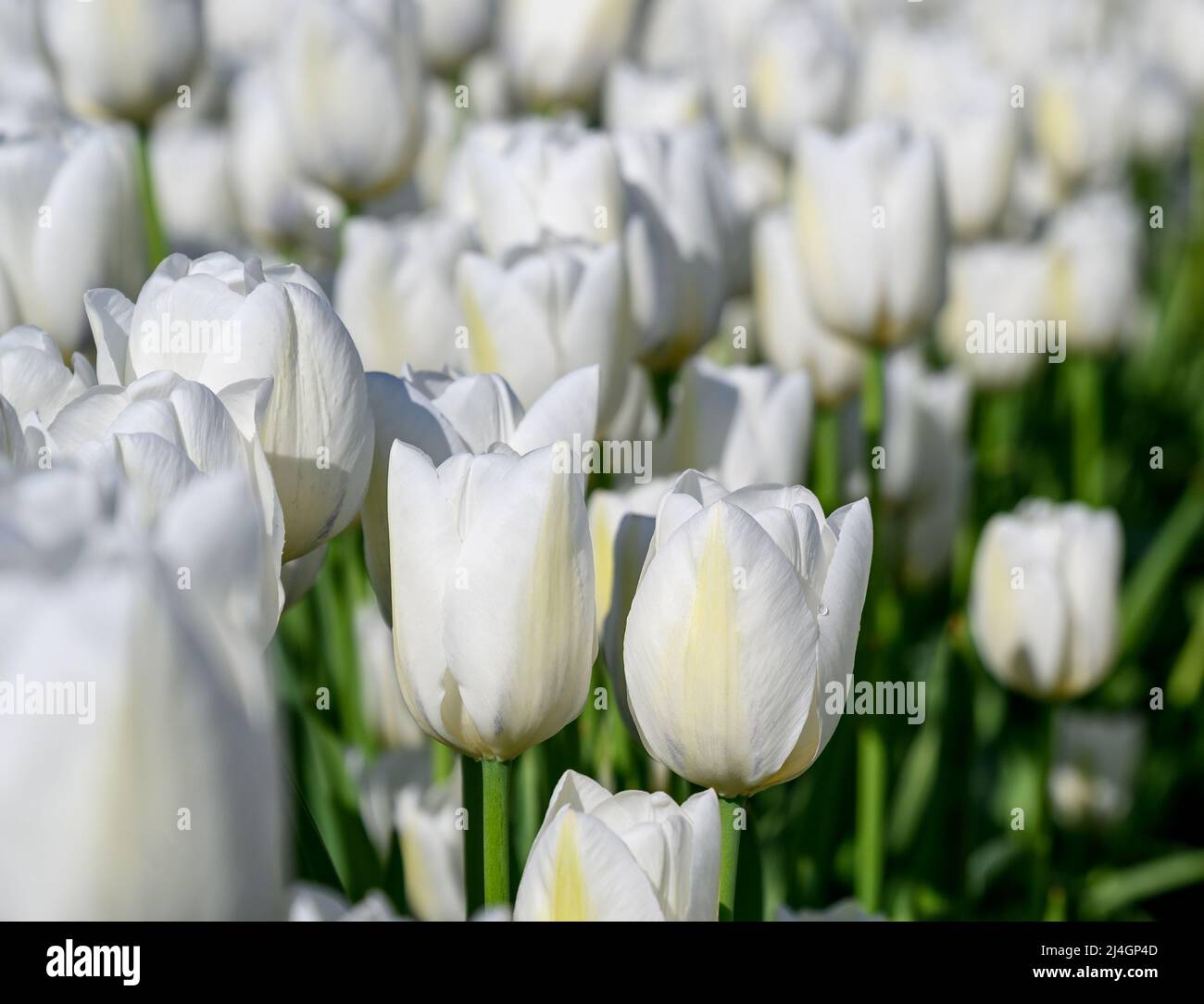 Vibrant photo of a bright colorful tulip field in British Columbia ...