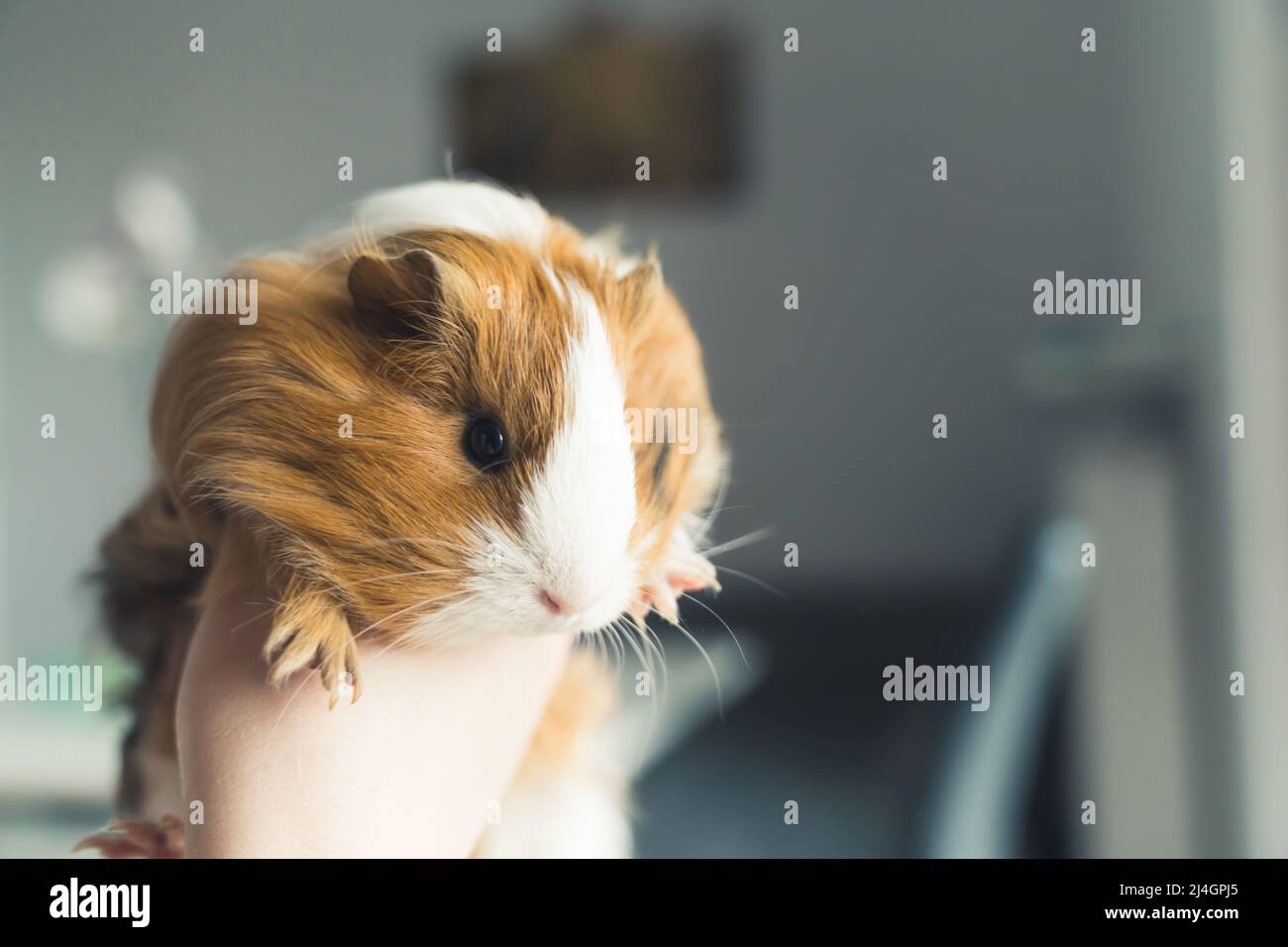 Sheltie guinea pig in a hand pet concept. High quality photo Stock ...