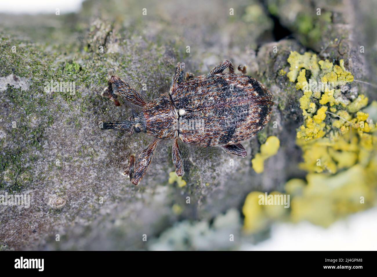 Apple blossom weevil (Anthonomus pomorum). One of the most important ...