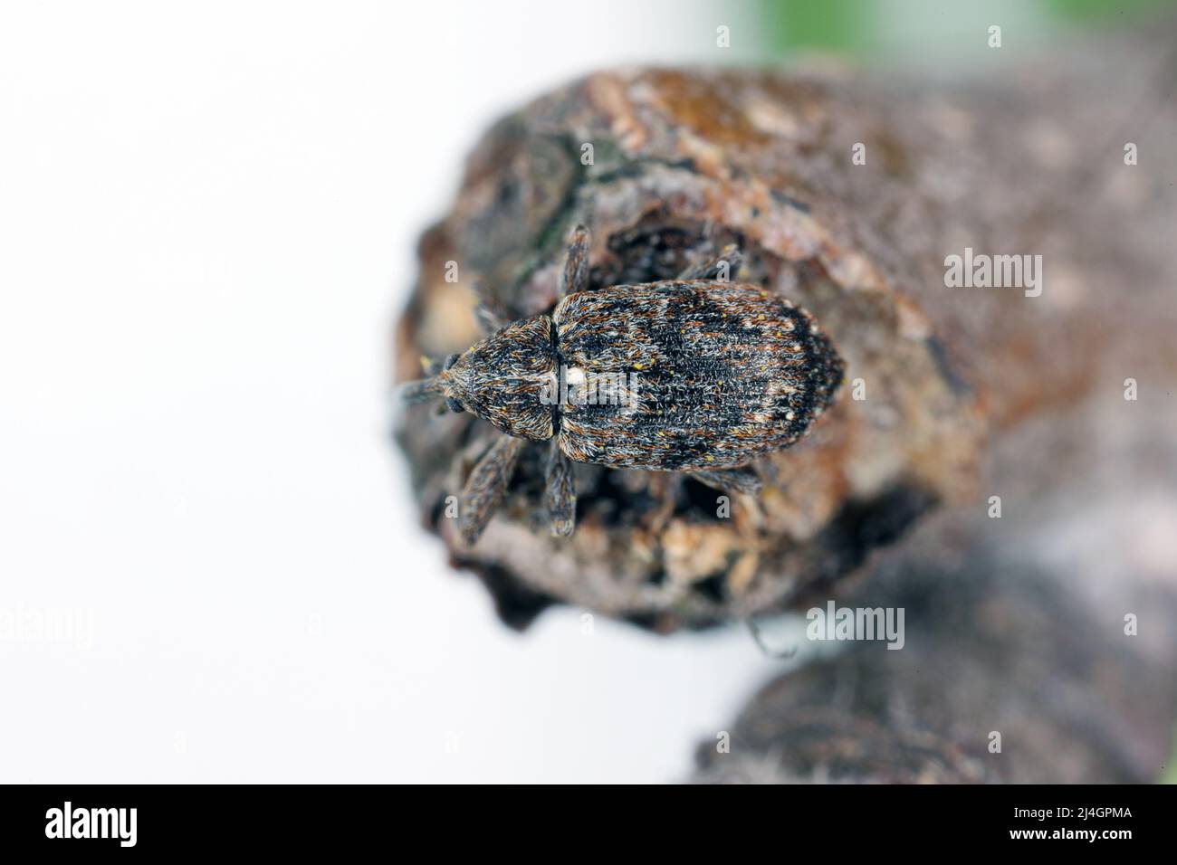 Apple blossom weevil (Anthonomus pomorum). One of the most important ...