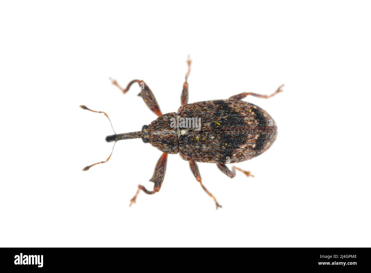 Apple blossom weevil (Anthonomus pomorum). One of the most important ...